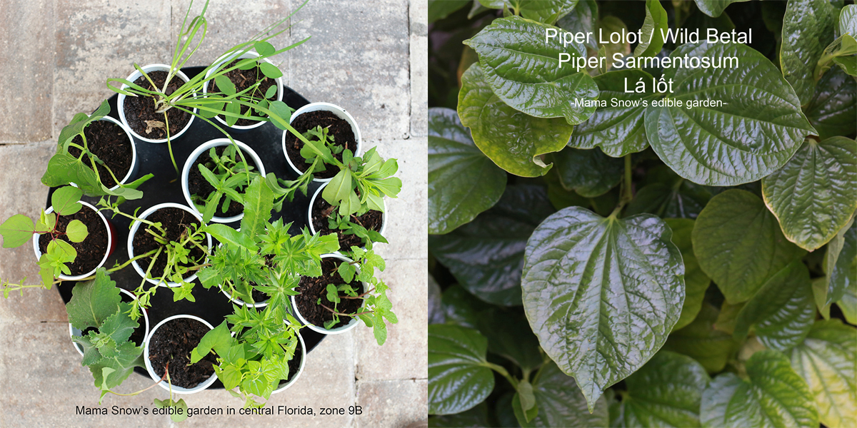 12-Plant-for-sale-Betal-La-Lot – Mama Snow Cooks and More