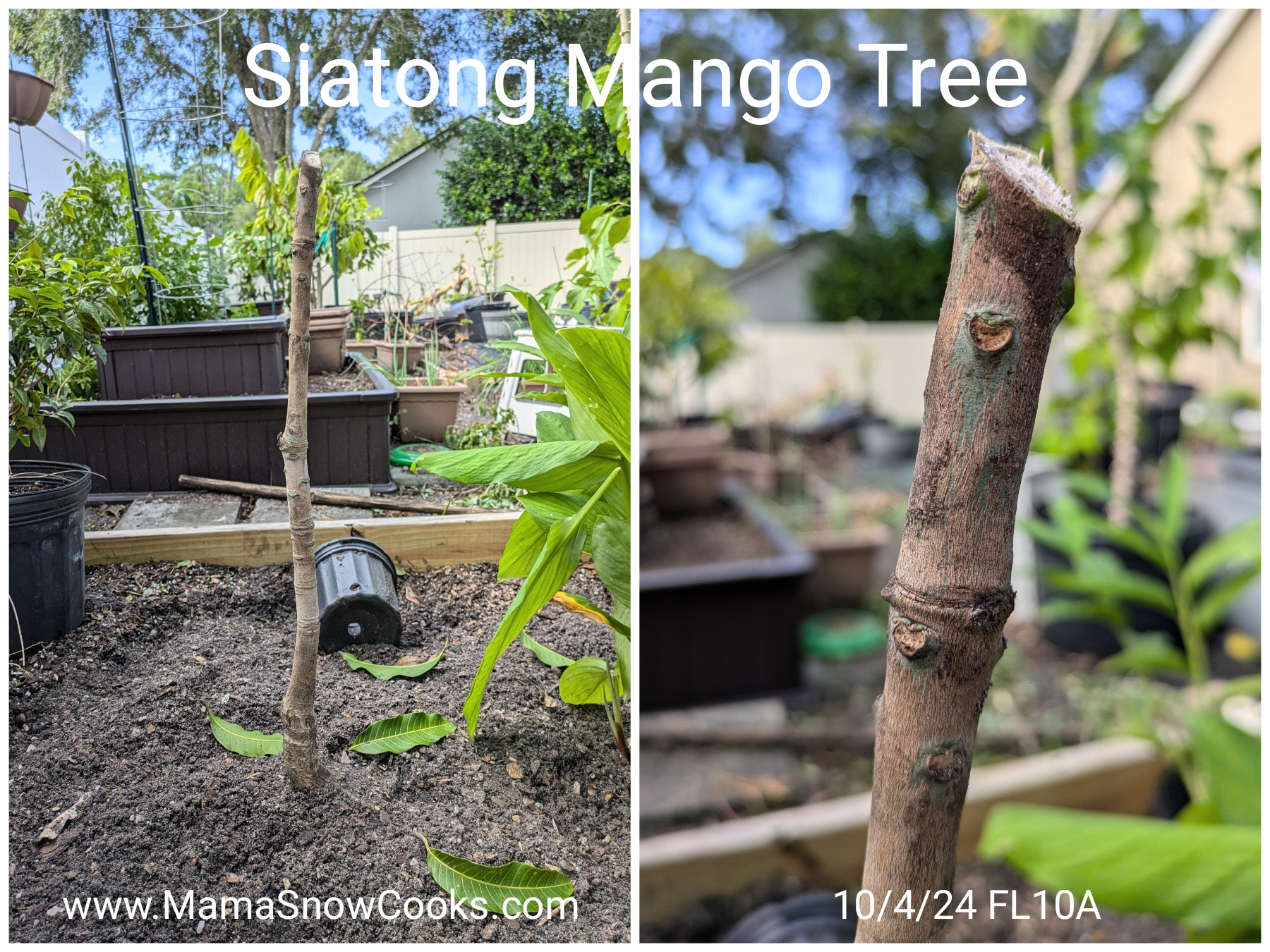 My Siatong Mango Tree – Mama Snow Cooks and More