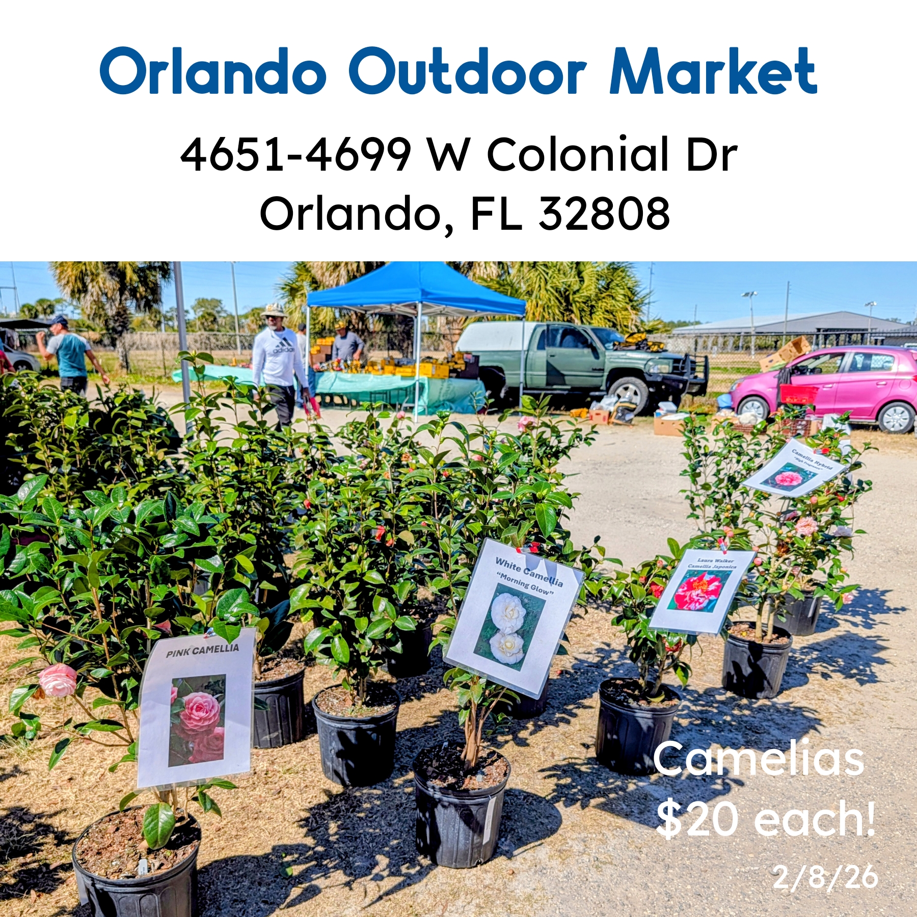 The Life of My ‘High Fragrance’ Camellia – Mama Snow Cooks and More